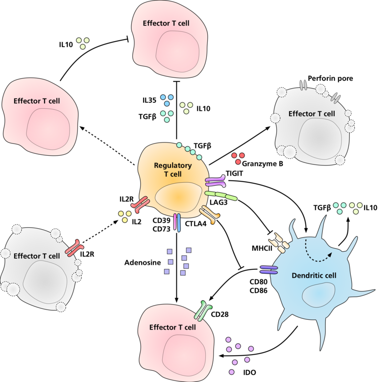 regulatory t cells function