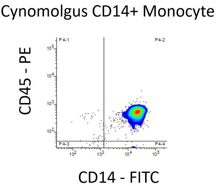 Non-human Primate (Cynomolgus) CD14+ Monocytes – HumanCells Bio