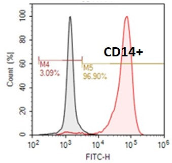 Human Cord Blood CD14+ Monocytes, High Viability | HumanCellsBio.com ...