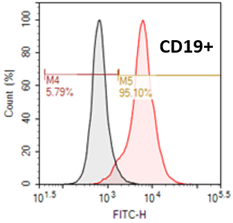 Buy Positively Selected Human Peripheral Blood CD19+ B Cells. CD19+ B ...