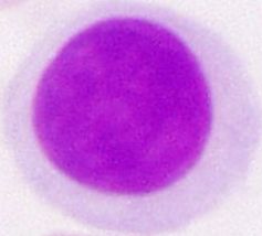 Buy Human Normal Peripheral Blood CD3+ Pan T Cells, Fresh and Frozen ...